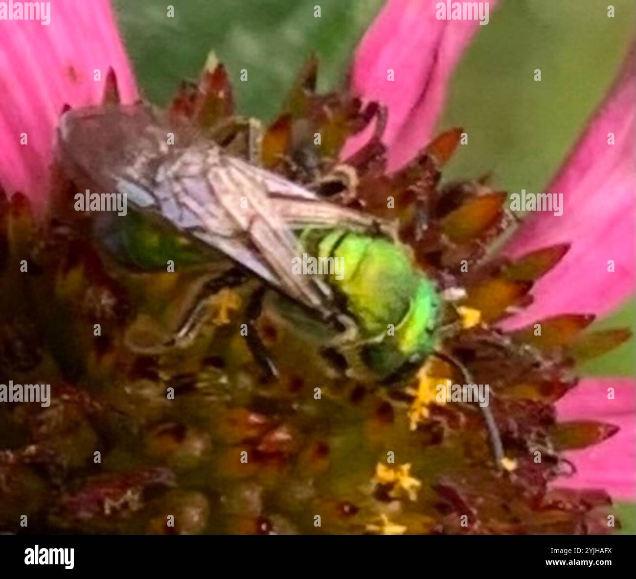 Augochlora pura hi-res stock photography and images - Alamy