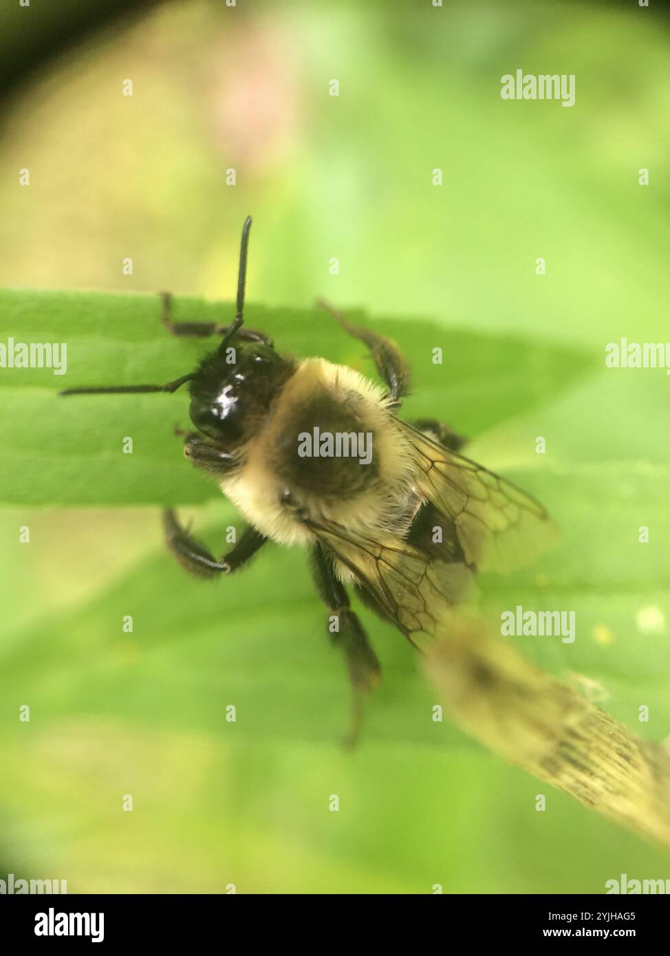 Common Eastern Bumble Bee (Bombus impatiens Stock Photo - Alamy