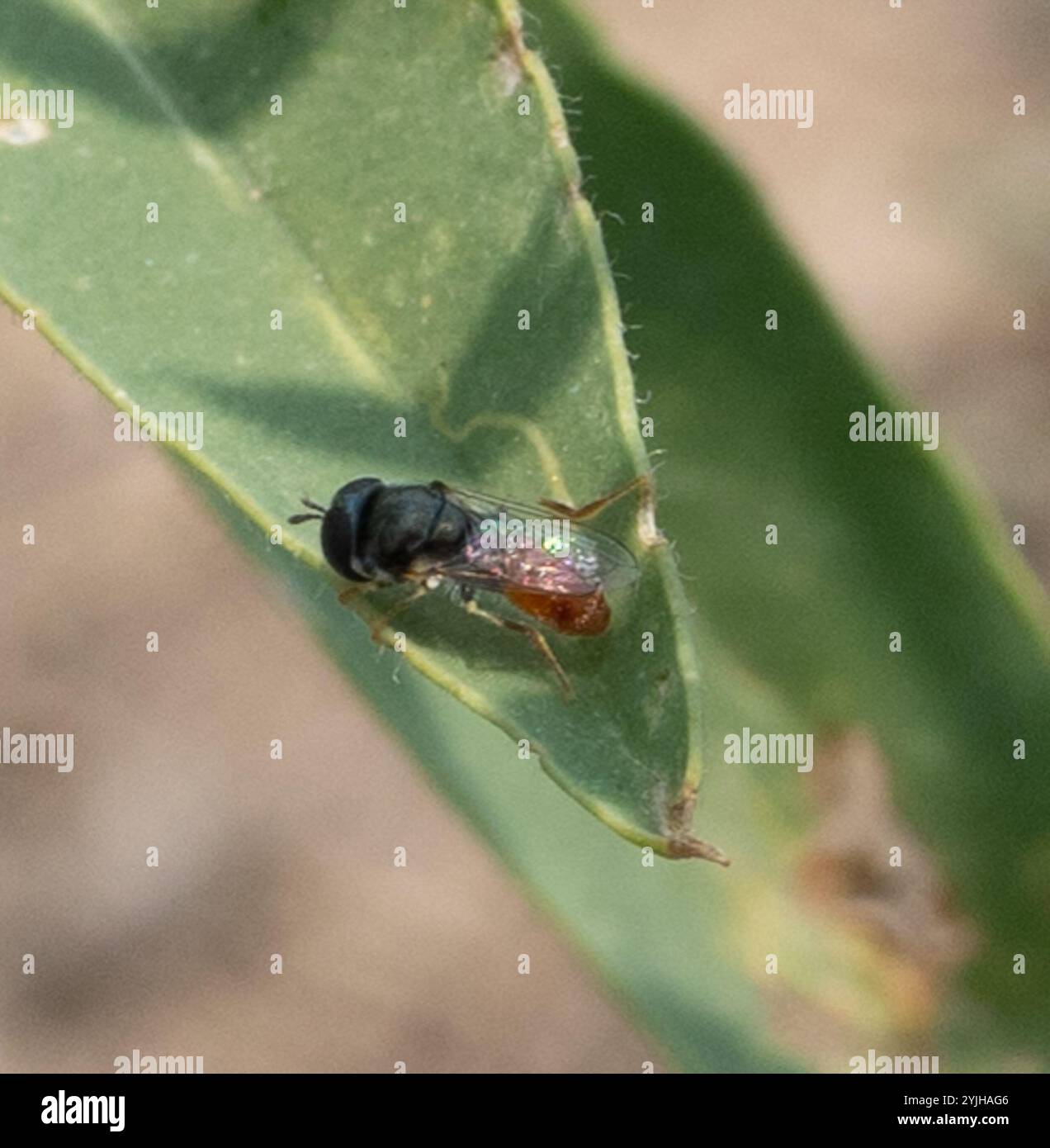 Common Grass Skimmer (Paragus haemorrhous Stock Photo - Alamy