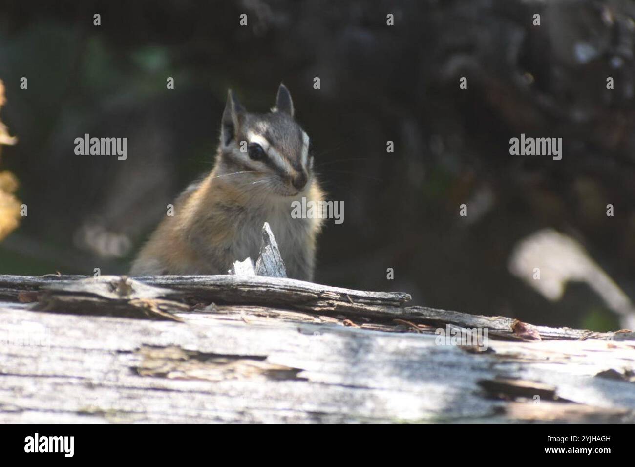 Least Chipmunk (Neotamias minimus Stock Photo - Alamy