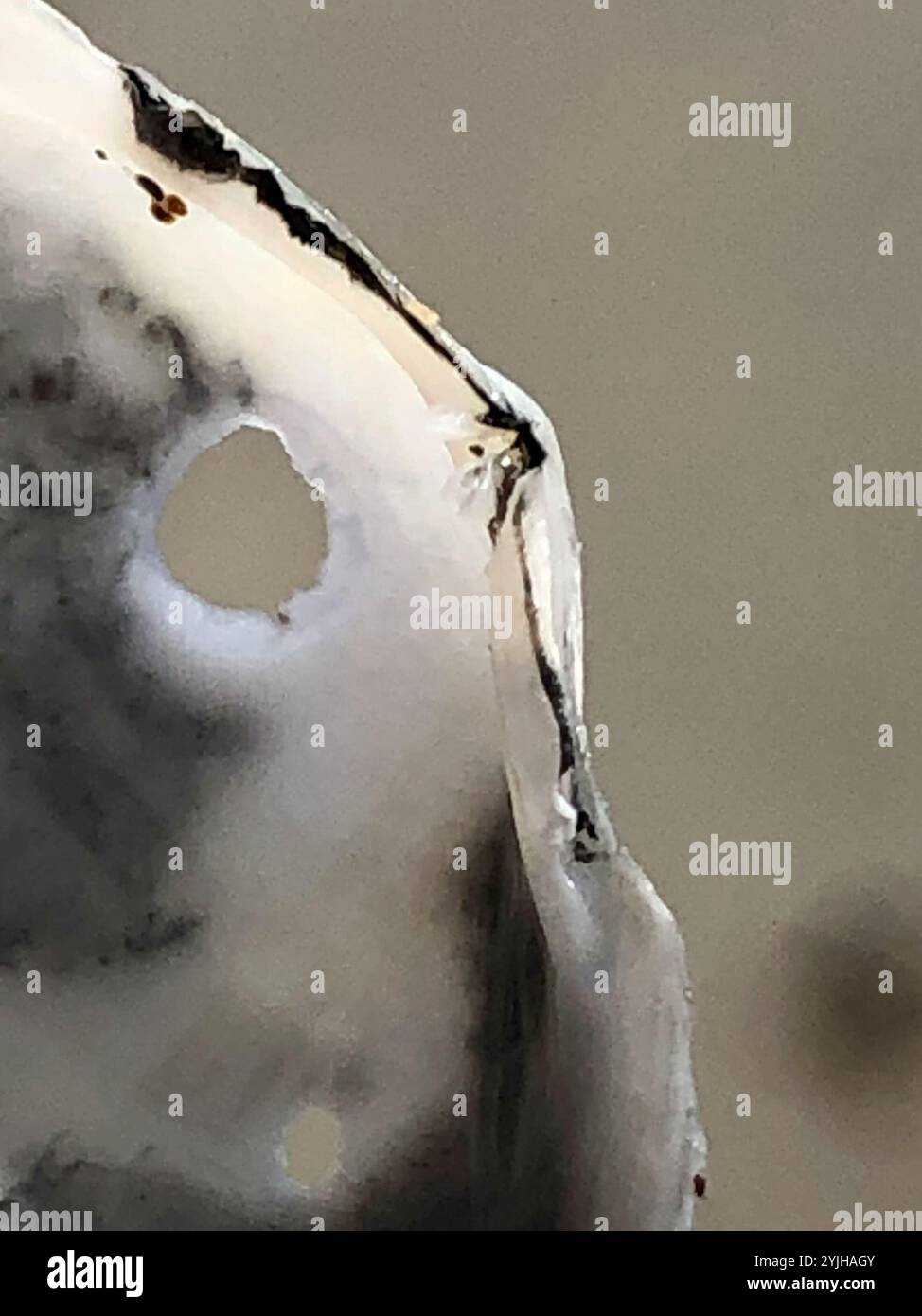 White Macoma (Rexithaerus secta Stock Photo - Alamy