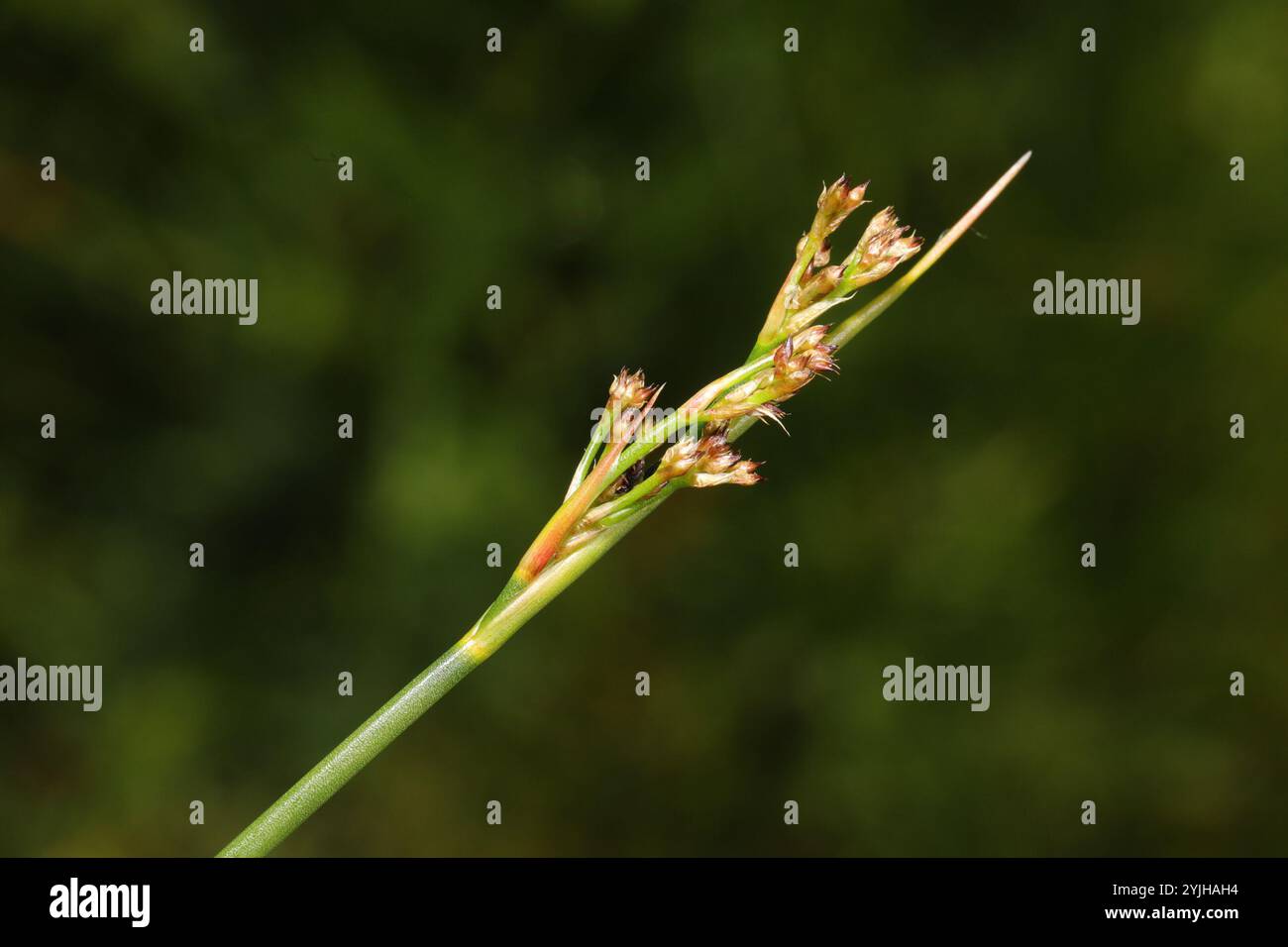 Jointed rush (Juncus articulatus Stock Photo - Alamy