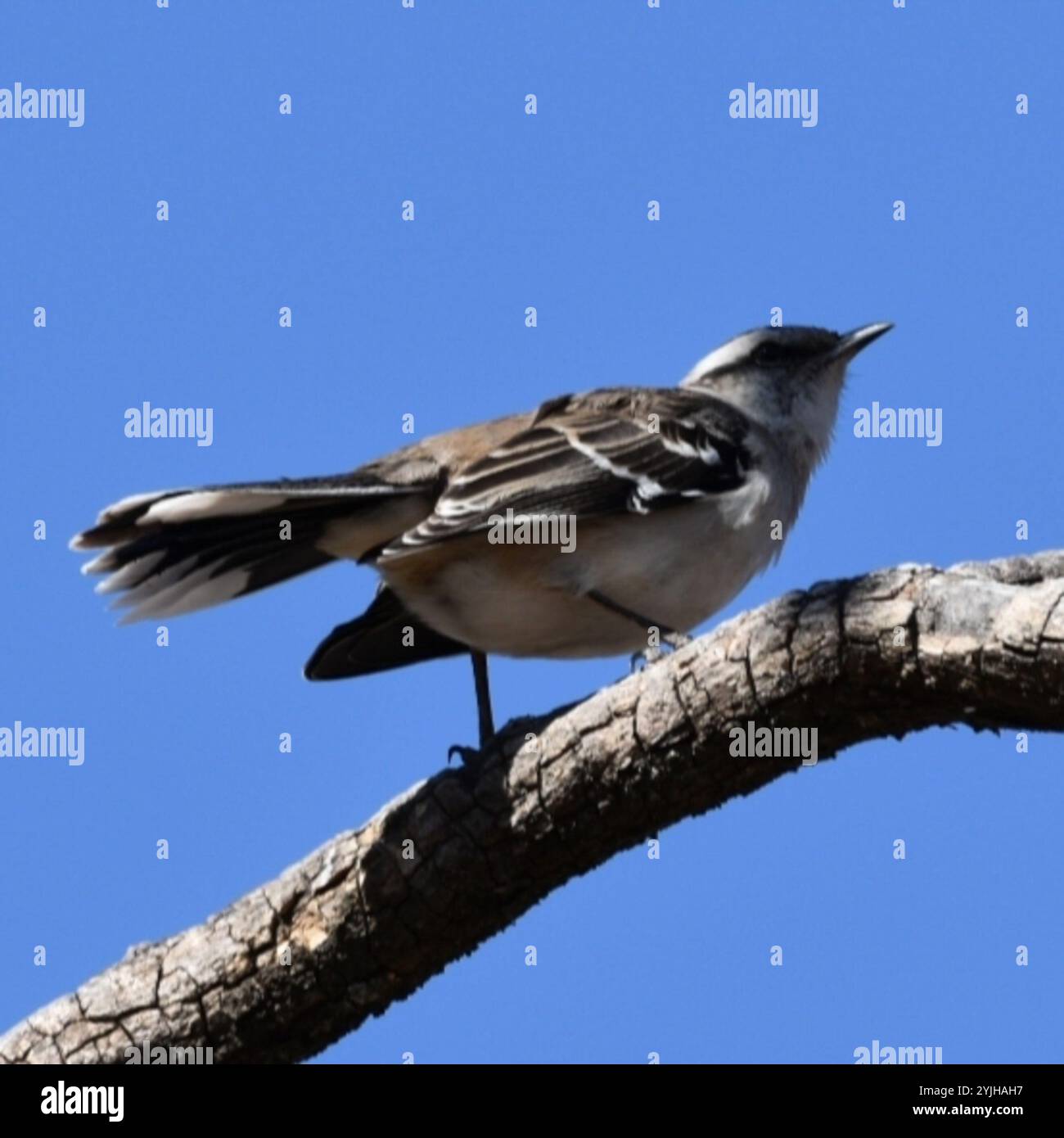 Chalk-browed Mockingbird (Mimus saturninus Stock Photo - Alamy