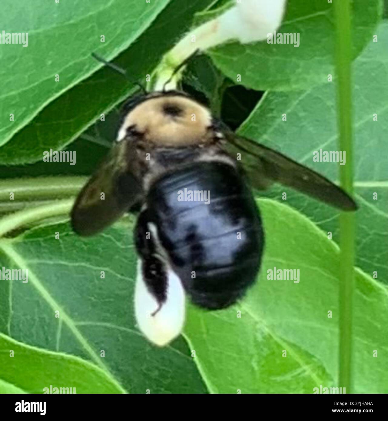 Virginia Carpenter Bee (Xylocopa virginica virginica Stock Photo - Alamy