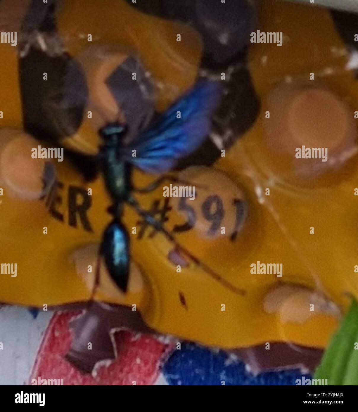 Nearctic blue mud dauber hi-res stock photography and images - Alamy