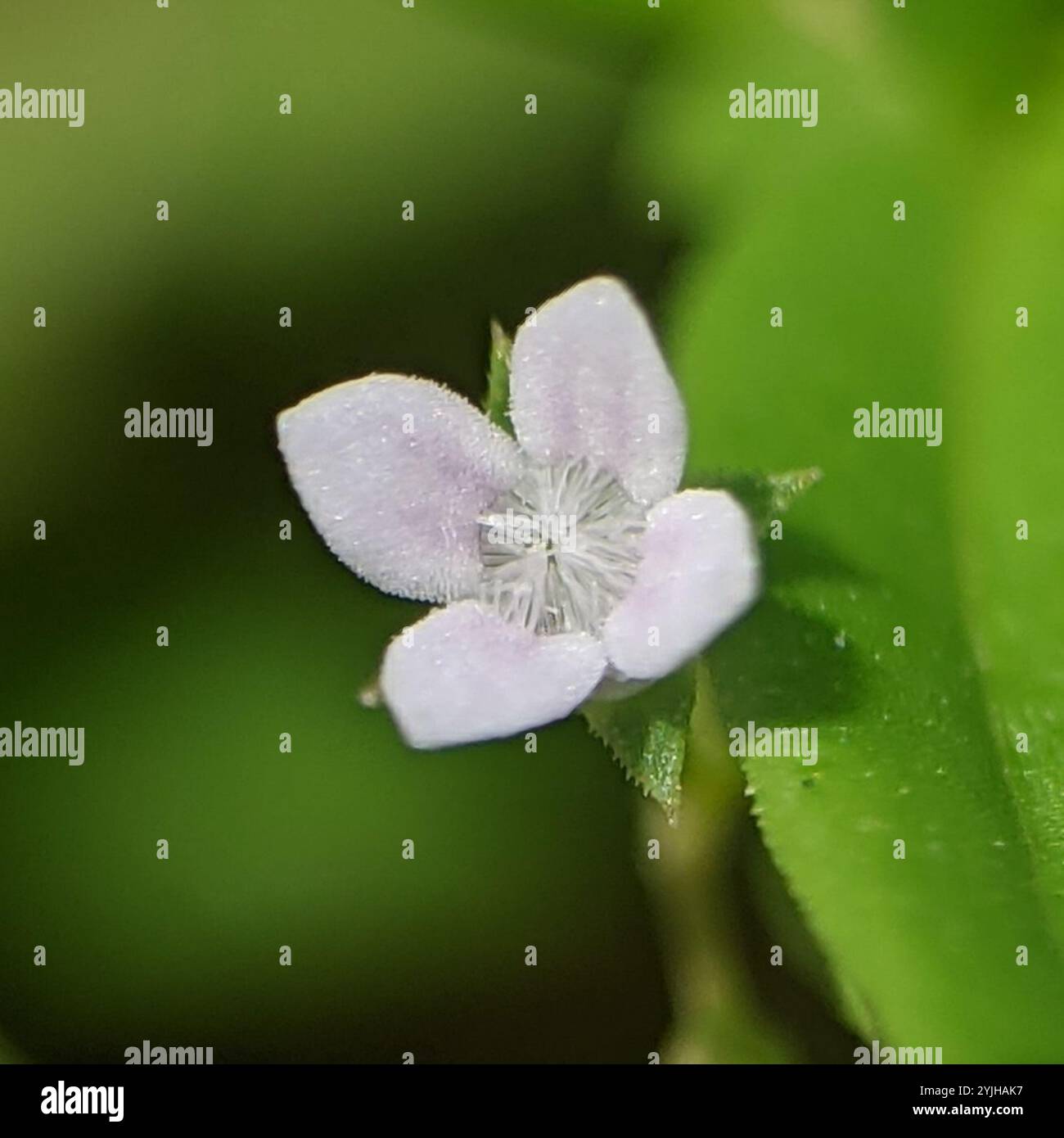 Old World Diamond Flower (Oldenlandia corymbosa Stock Photo - Alamy