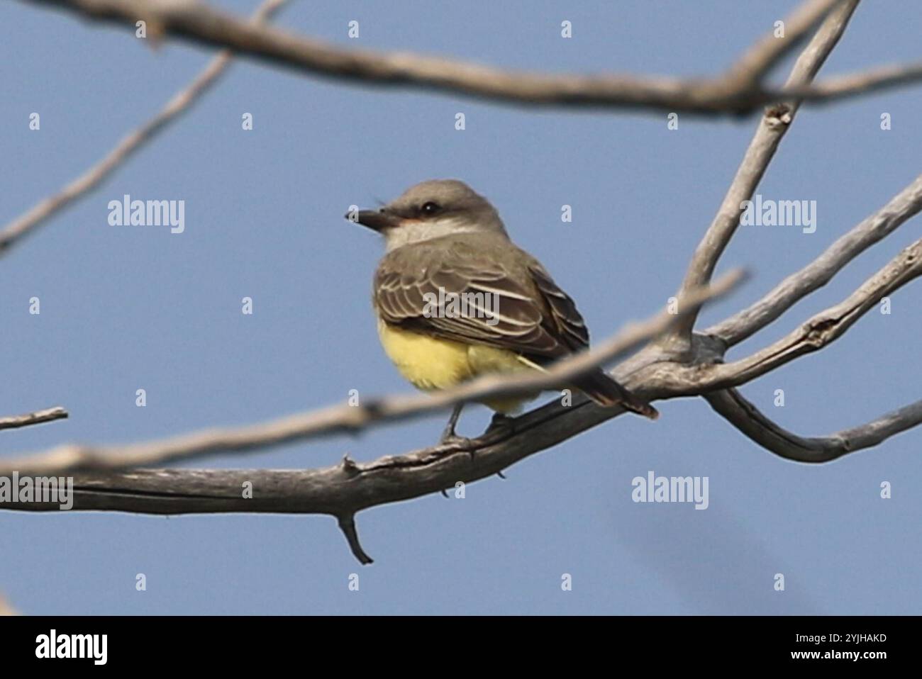 Western Kingbird (Tyrannus verticalis Stock Photo - Alamy
