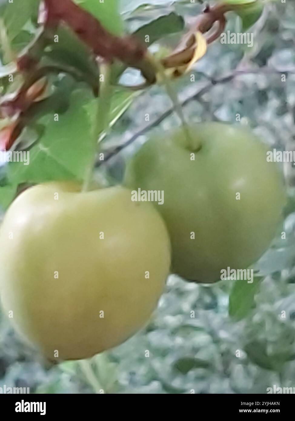 European Wild Apple (Malus sylvestris Stock Photo - Alamy