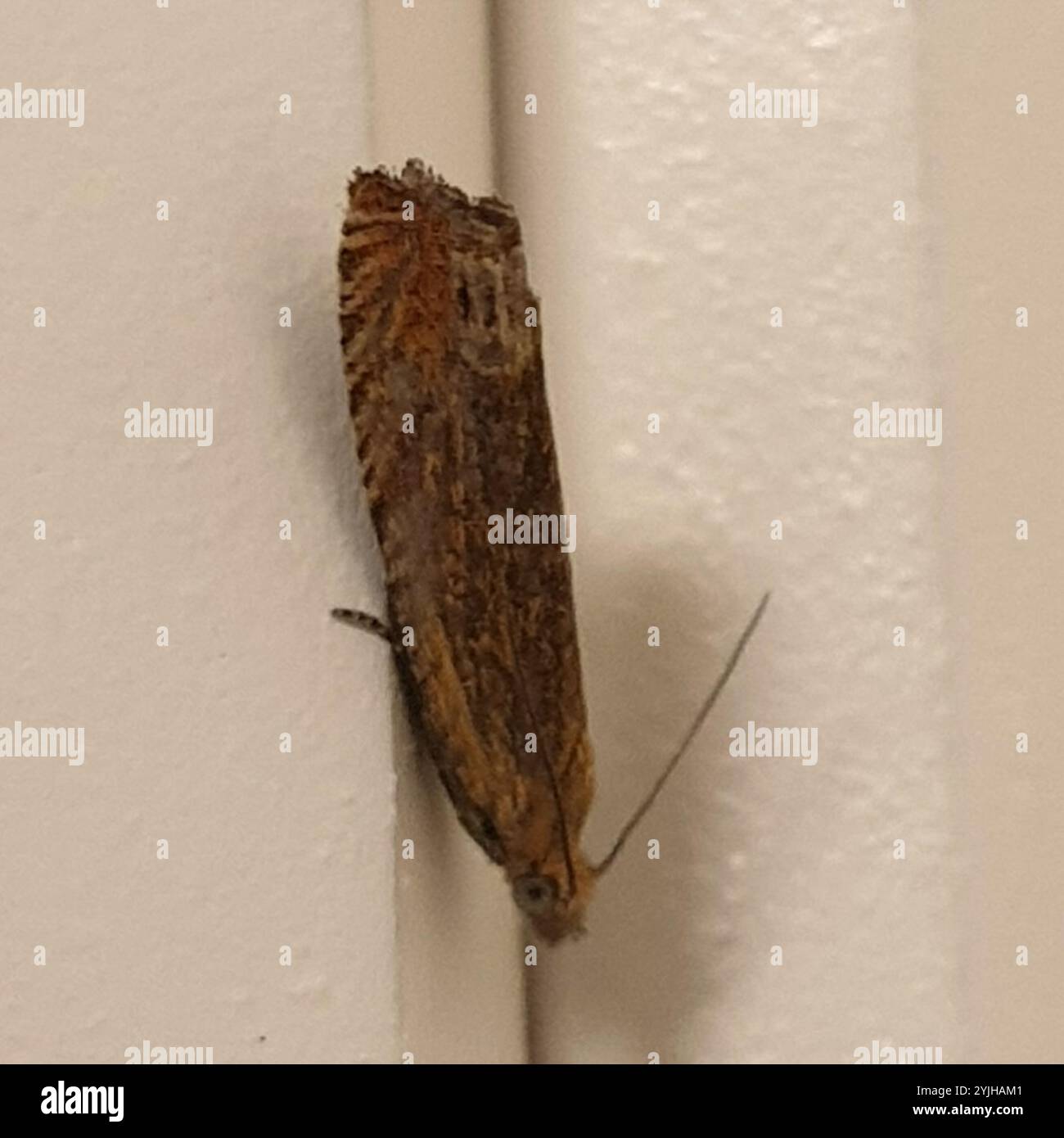 Red Piercer (Lathronympha strigana Stock Photo - Alamy