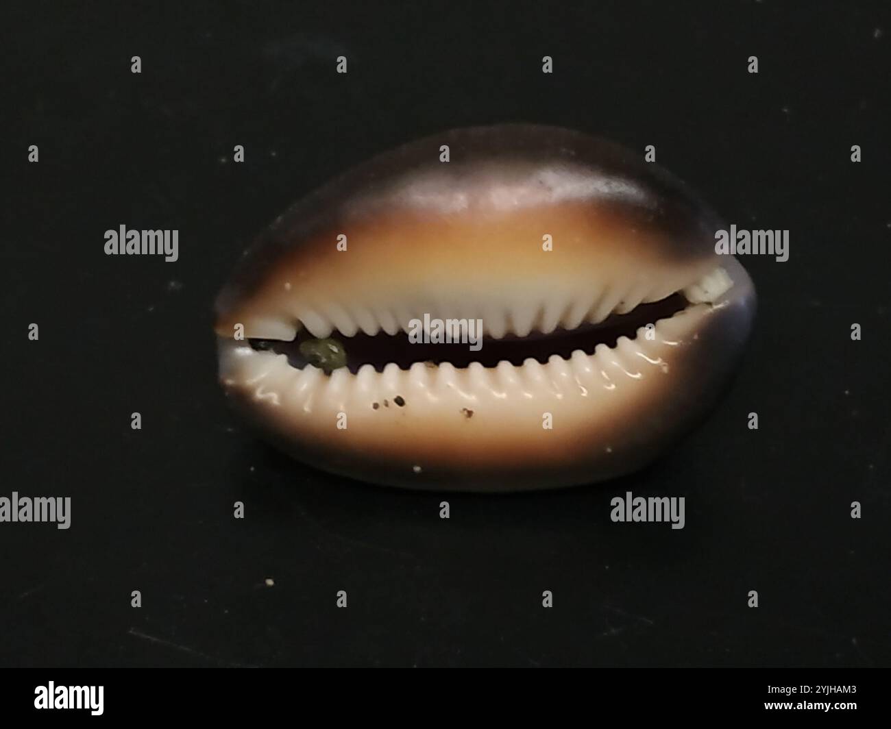Snakehead Cowrie (Monetaria caputserpentis Stock Photo - Alamy