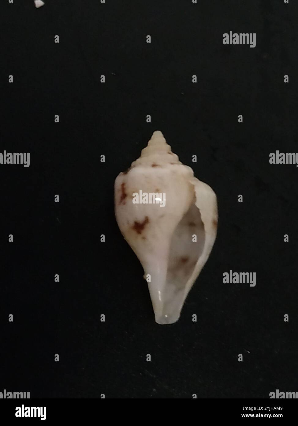 Fasciolariidae hi-res stock photography and images - Alamy