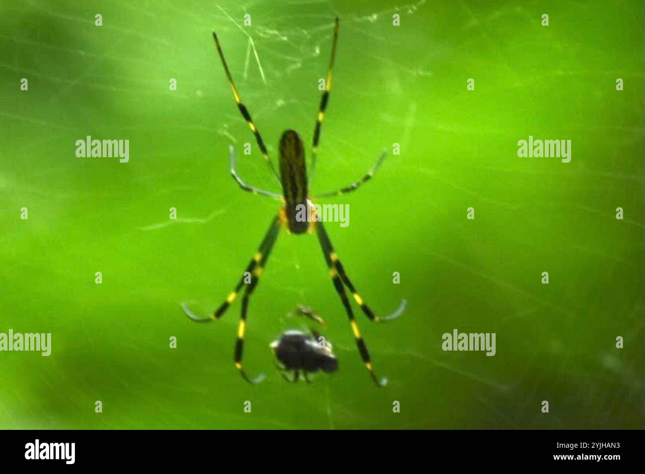 Joro Spider (Trichonephila clavata Stock Photo - Alamy