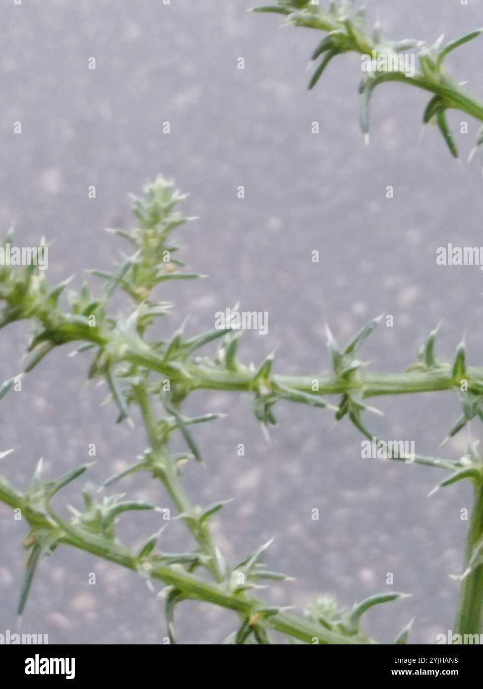 Prickly Russian Thistle (Salsola tragus Stock Photo - Alamy