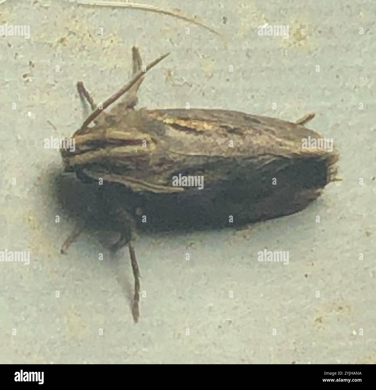 Greater Wax Moth (Galleria mellonella Stock Photo - Alamy