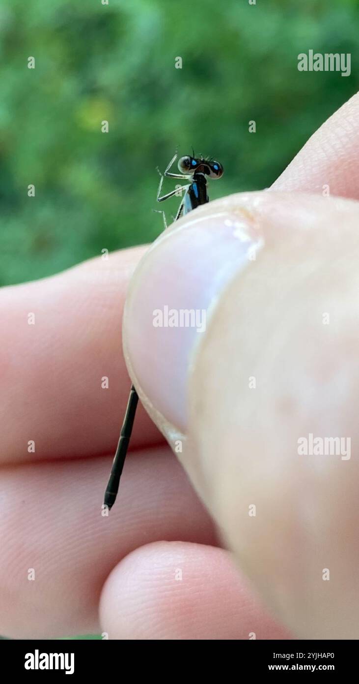 Fragile Forktail (Ischnura posita Stock Photo - Alamy