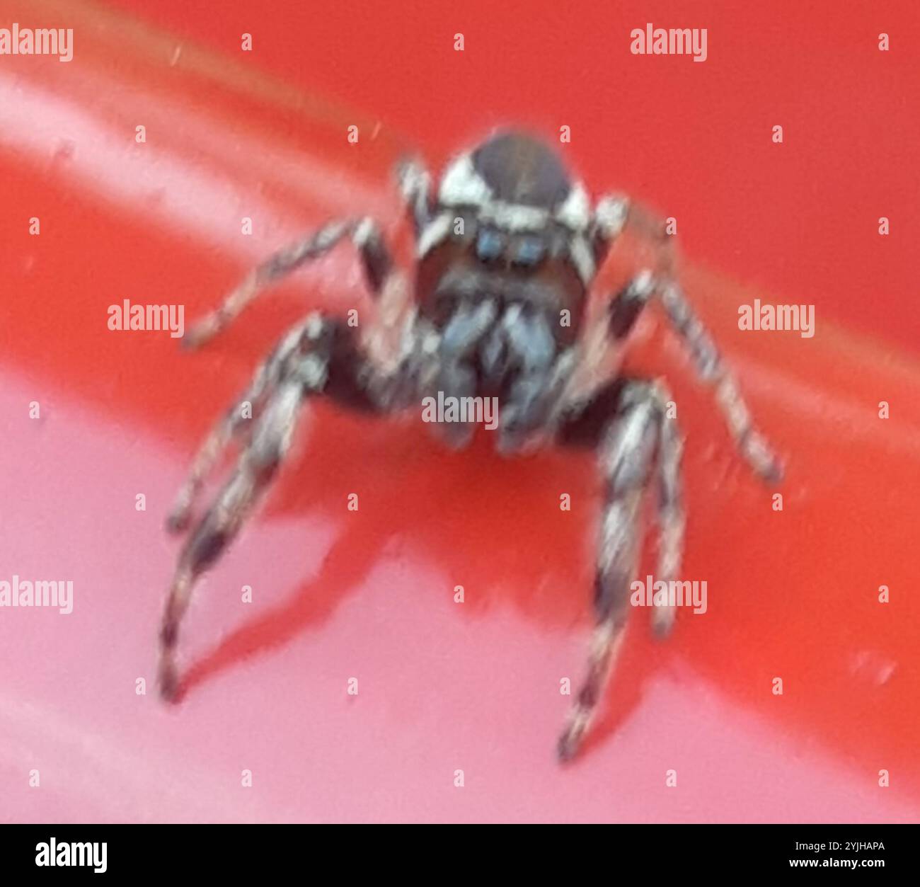 Bronze Jumping Spider (Eris militaris Stock Photo - Alamy