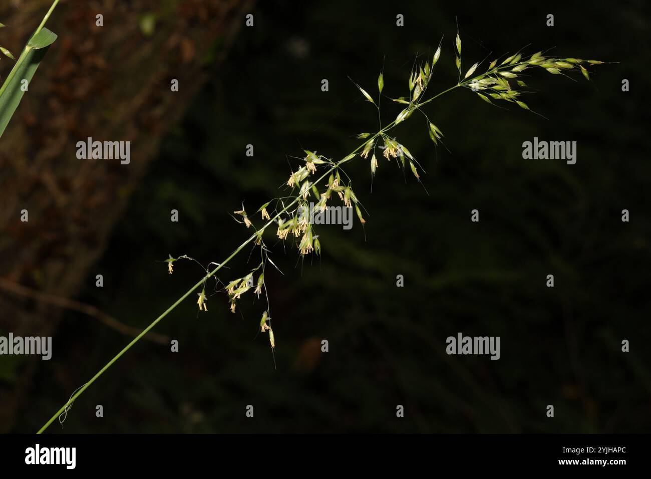 Wood Millet (Milium effusum Stock Photo - Alamy