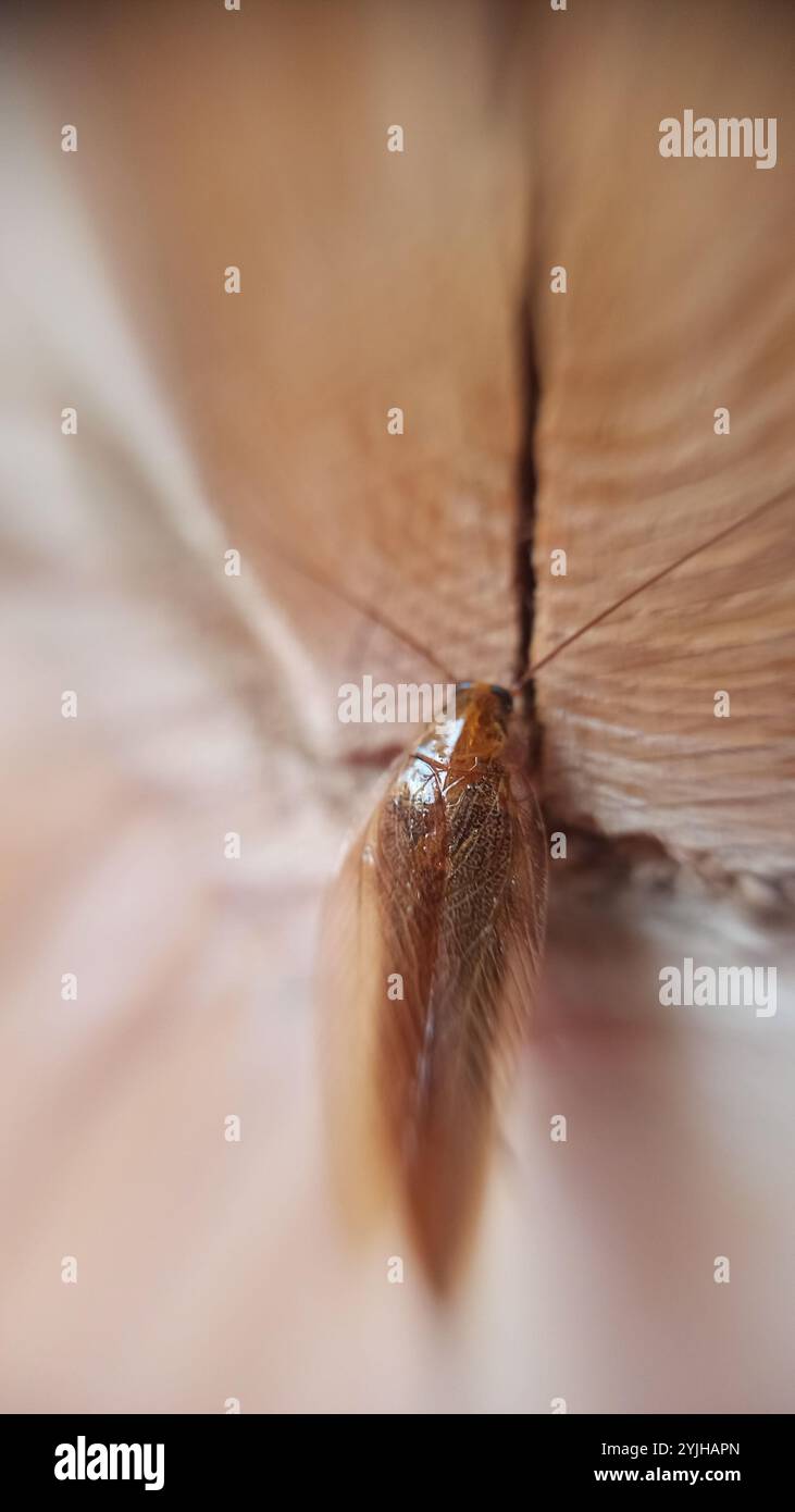 Amber Wood Cockroach (Ectobius vittiventris Stock Photo - Alamy