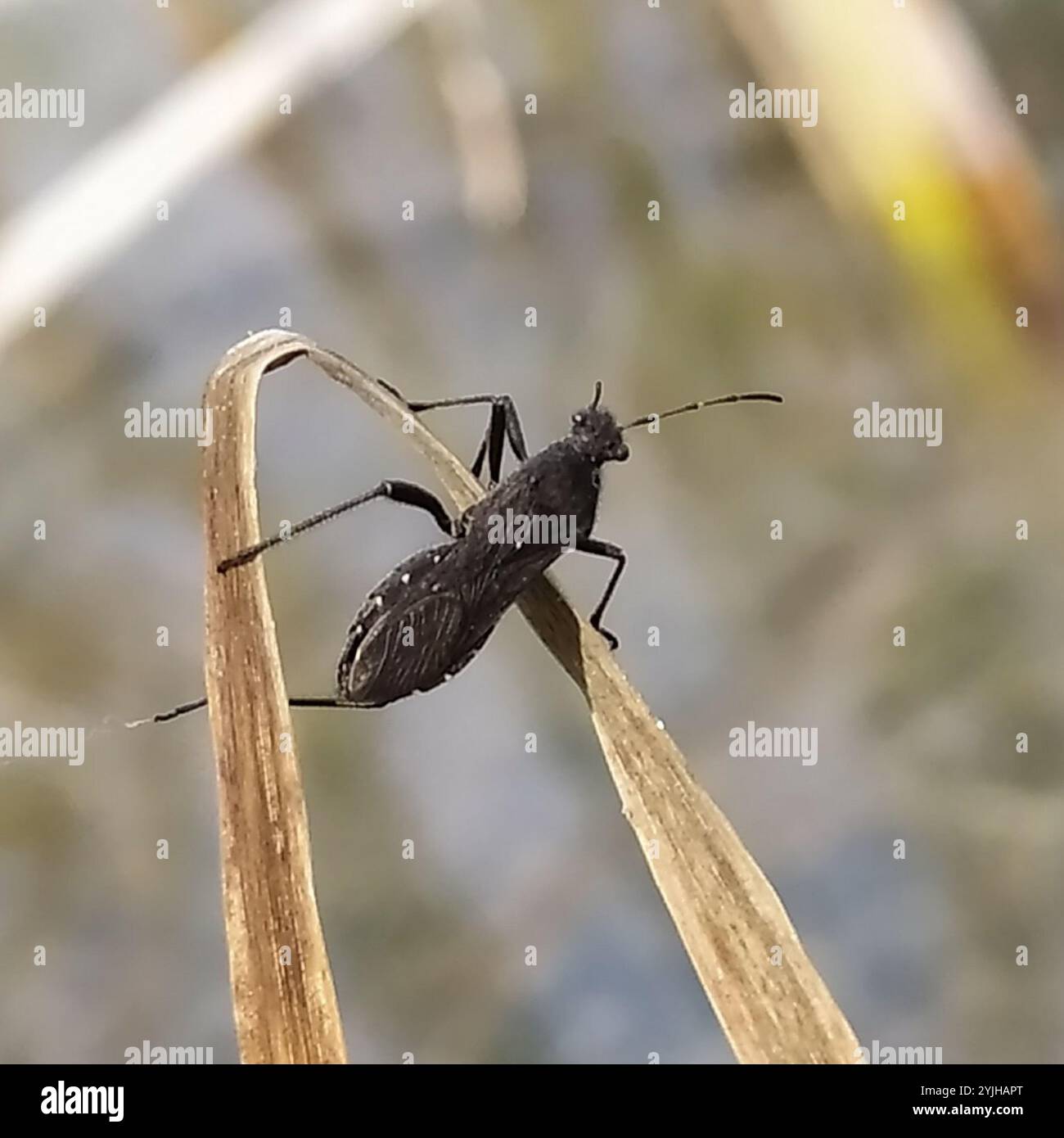 ant bug (Alydus calcaratus Stock Photo - Alamy