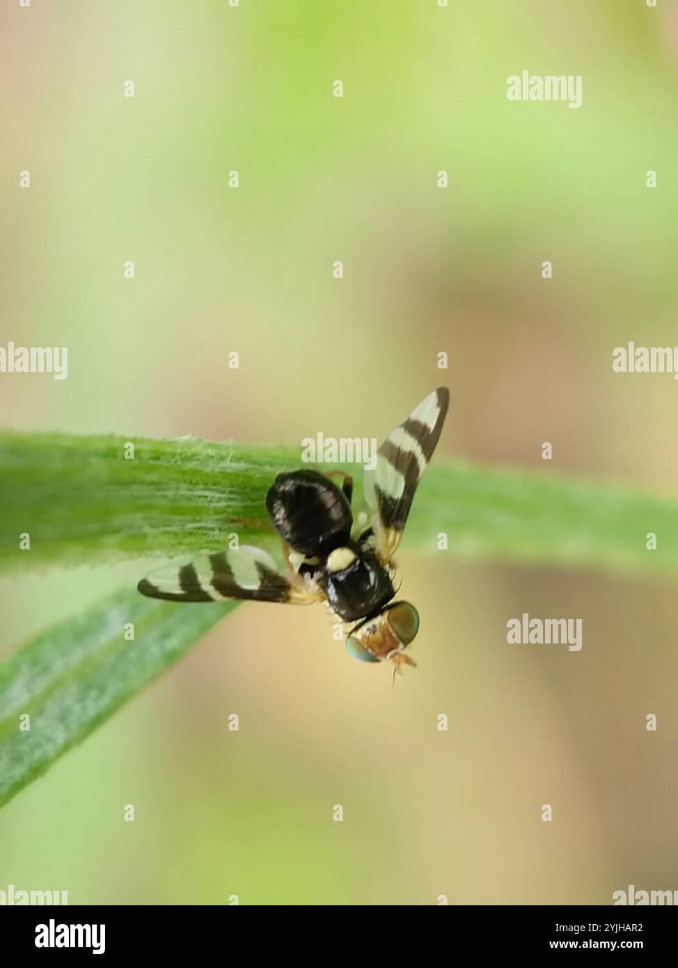 Four-barred Knapweed Gall Fly (Urophora quadrifasciata Stock Photo - Alamy