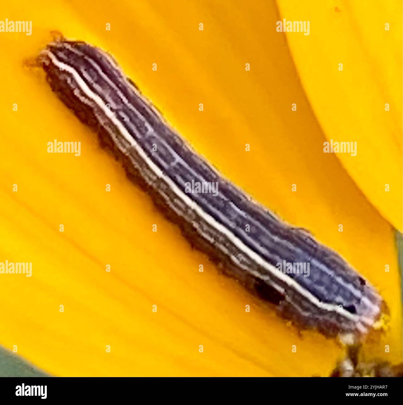 Yellow-striped Armyworm Moth (Spodoptera ornithogalli Stock Photo - Alamy