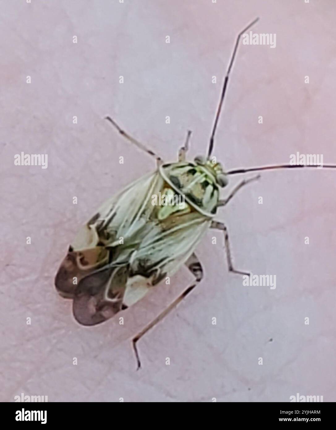 North American Tarnished Plant Bug (Lygus lineolaris Stock Photo - Alamy