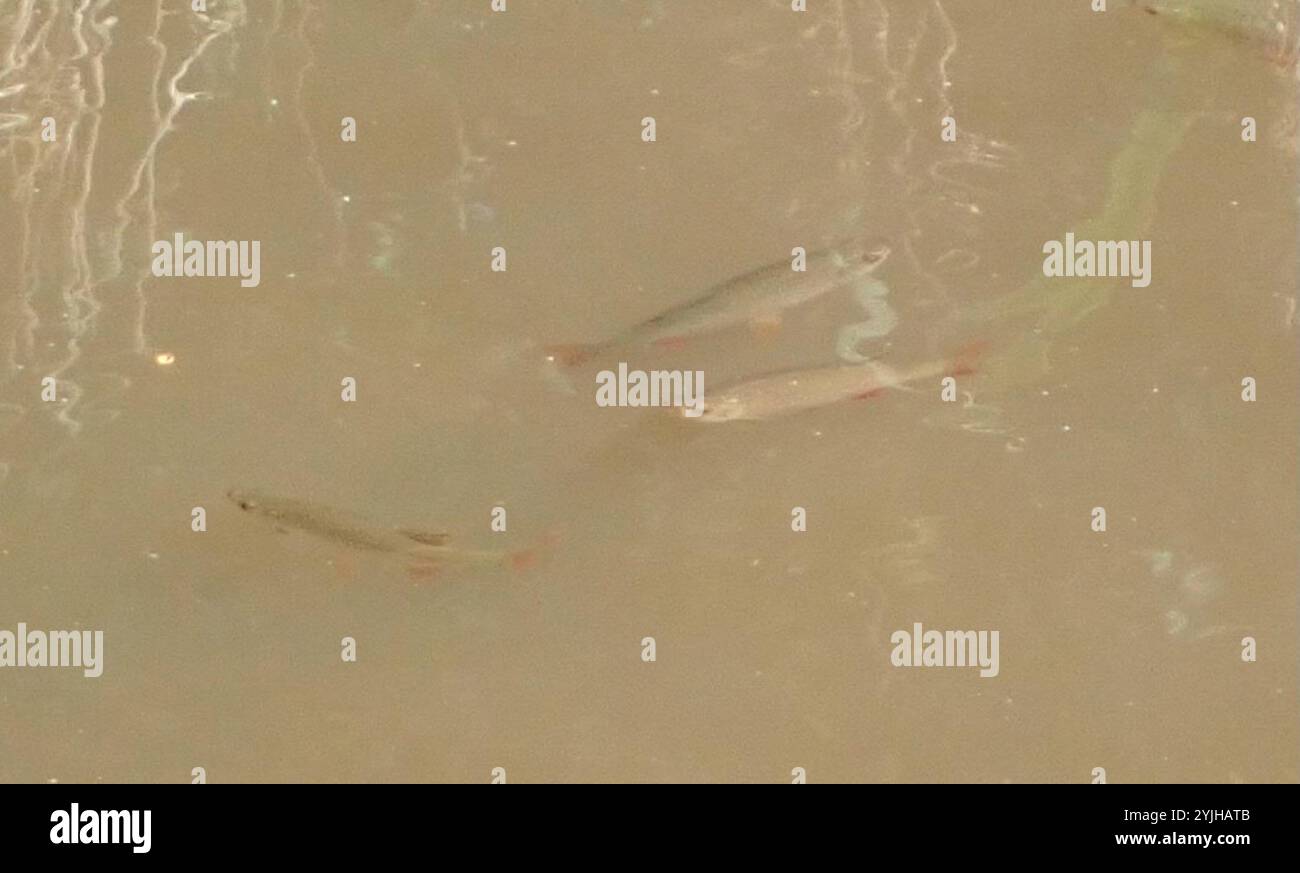 Common Rudd (Scardinius erythrophthalmus Stock Photo - Alamy