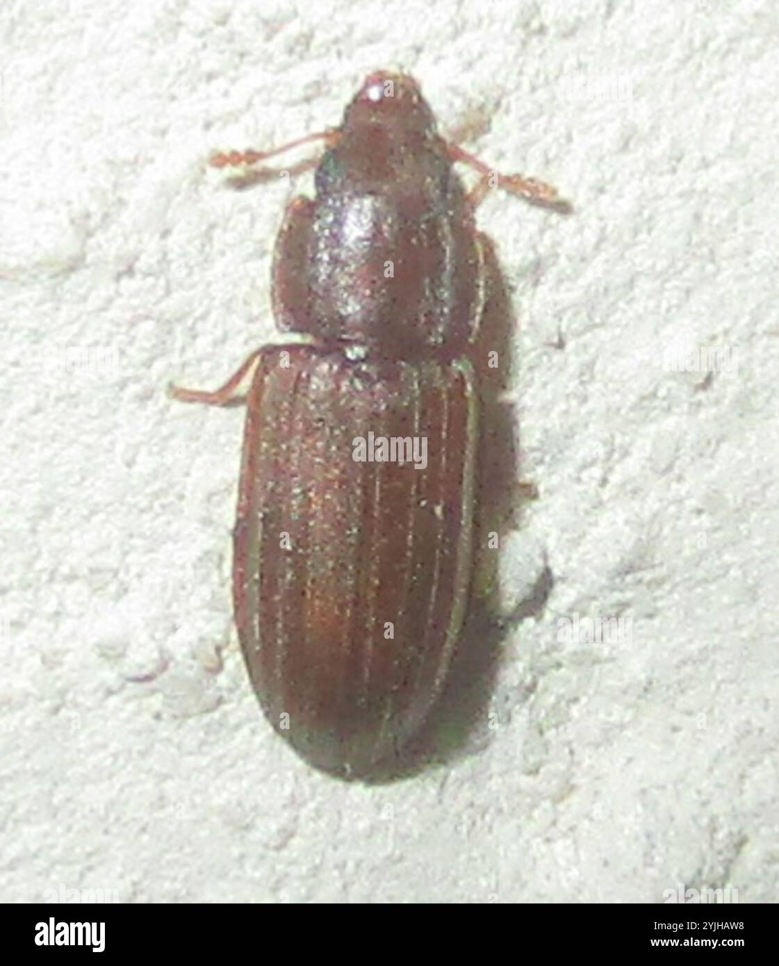 Lined Flat Bark Beetles (Laemophloeidae Stock Photo - Alamy