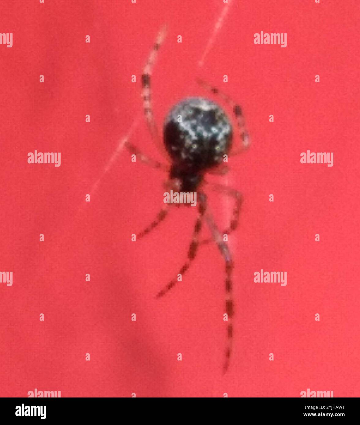 Comb-footed Spiders (Theridiidae Stock Photo - Alamy