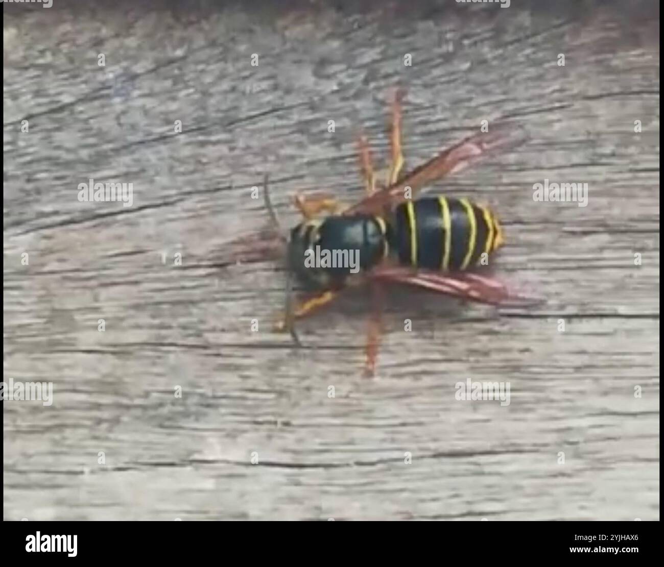 Median Wasp (Dolichovespula media Stock Photo - Alamy