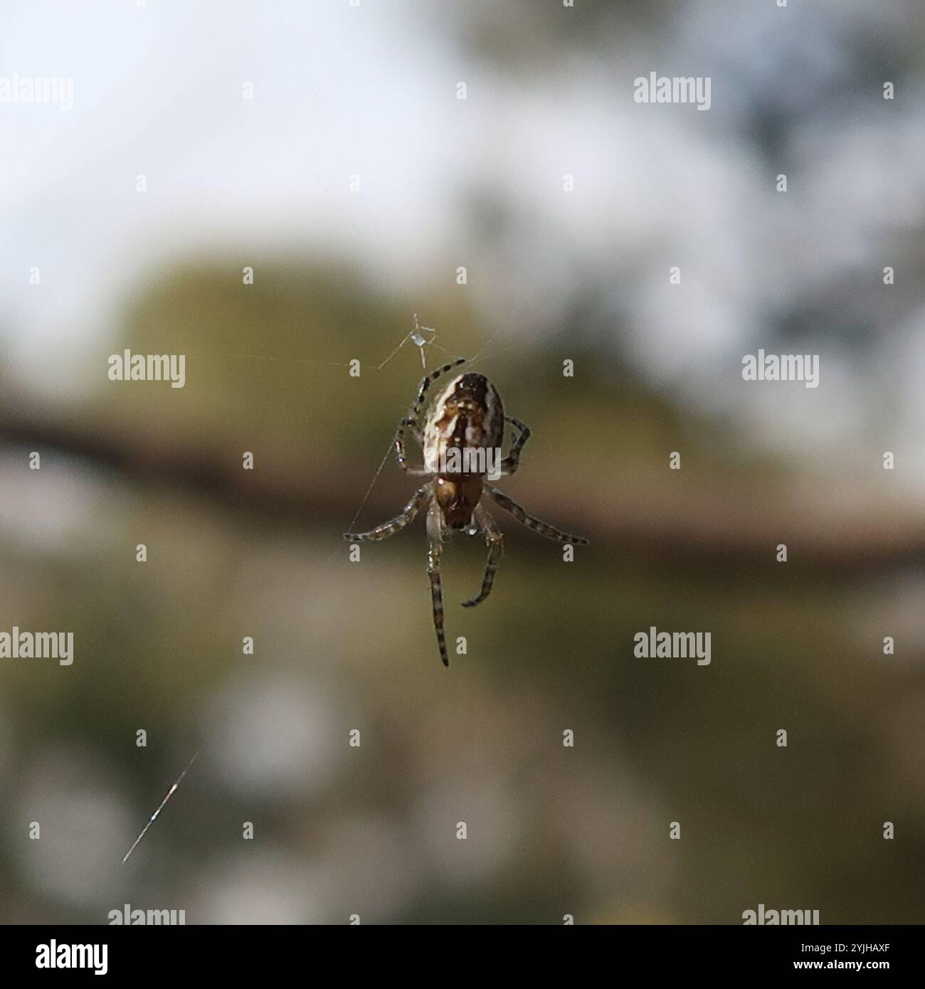 Enamelled spider hi-res stock photography and images - Alamy