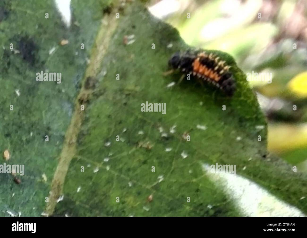 Asian Lady Beetle (Harmonia axyridis Stock Photo - Alamy