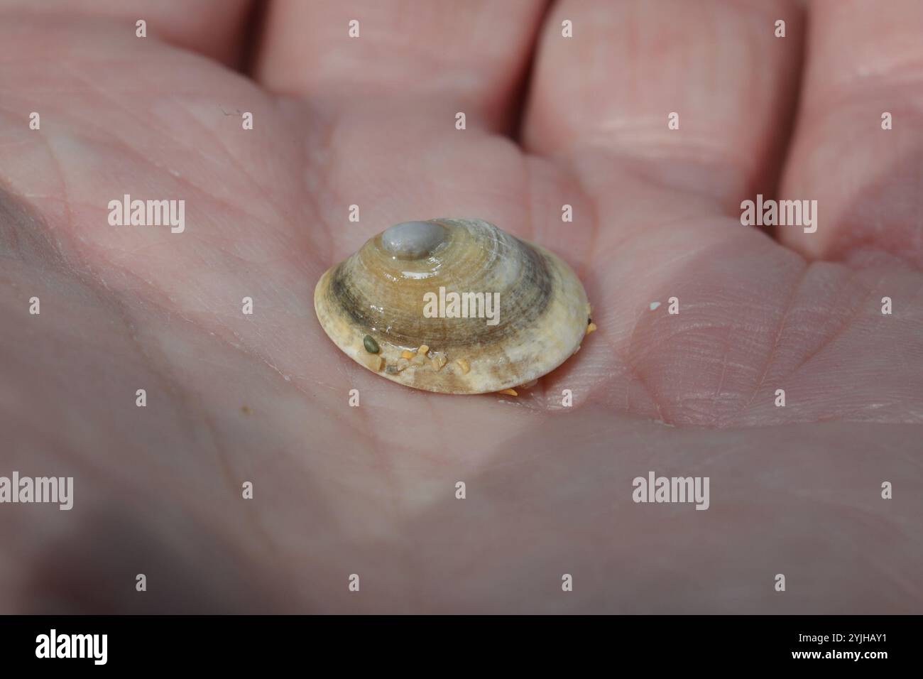 Blue-rayed Limpet (Patella pellucida Stock Photo - Alamy