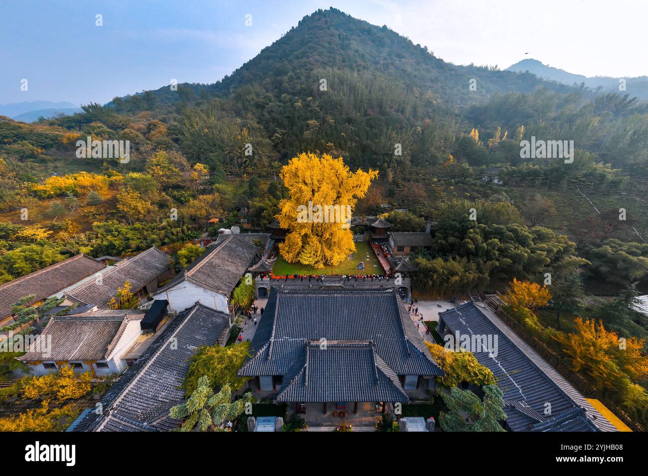 Aerial photo shows an ancient ginkgo tree at a temple in Xi'an City ...