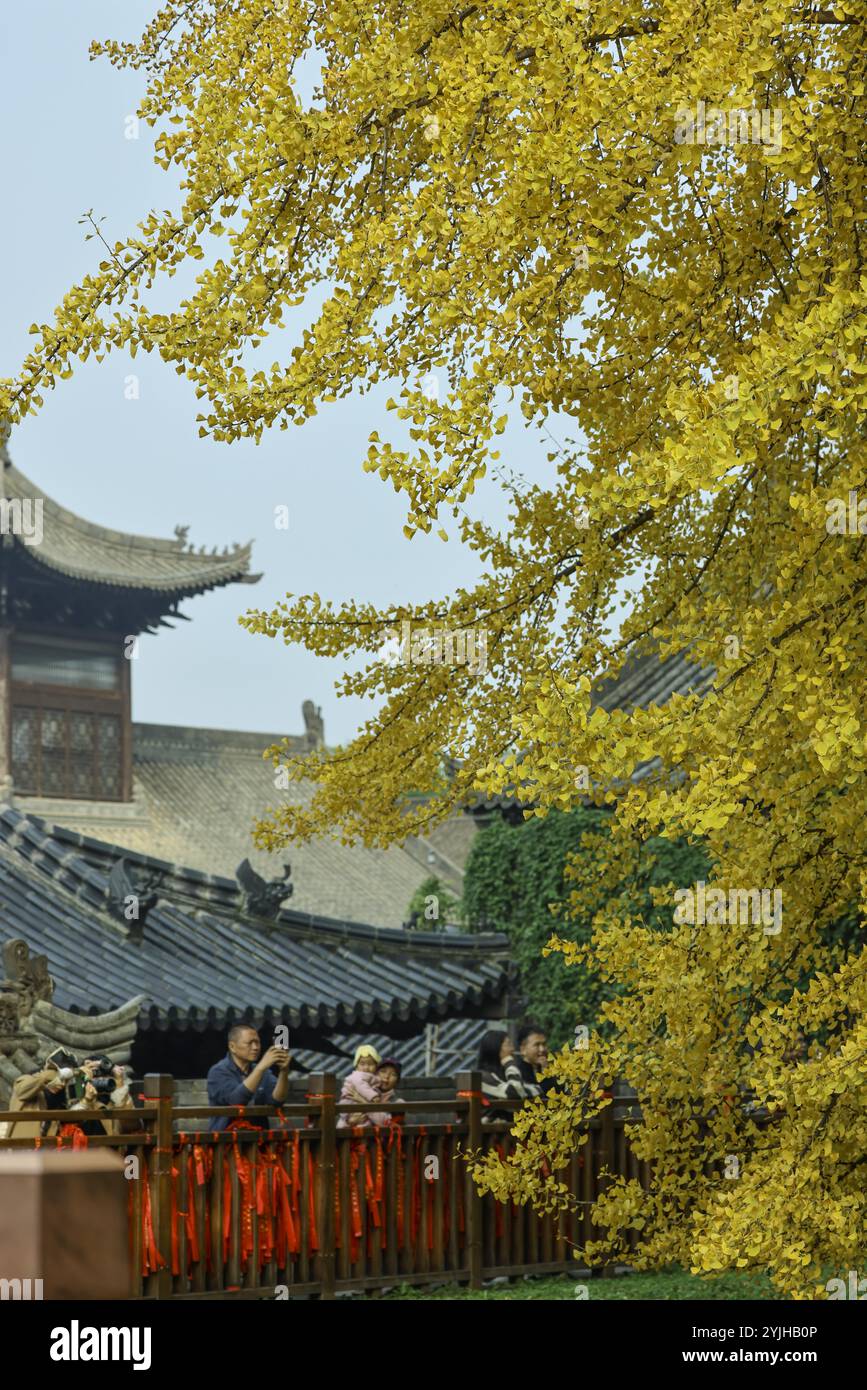 Aerial photo shows an ancient ginkgo tree at a temple in Xi'an City ...
