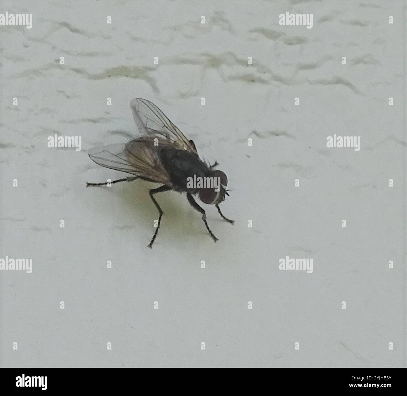 Common House Fly (Musca domestica Stock Photo - Alamy