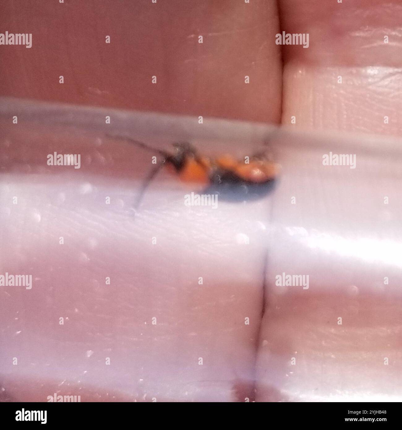 Shiny Flea Beetle (Asphaera lustrans Stock Photo - Alamy