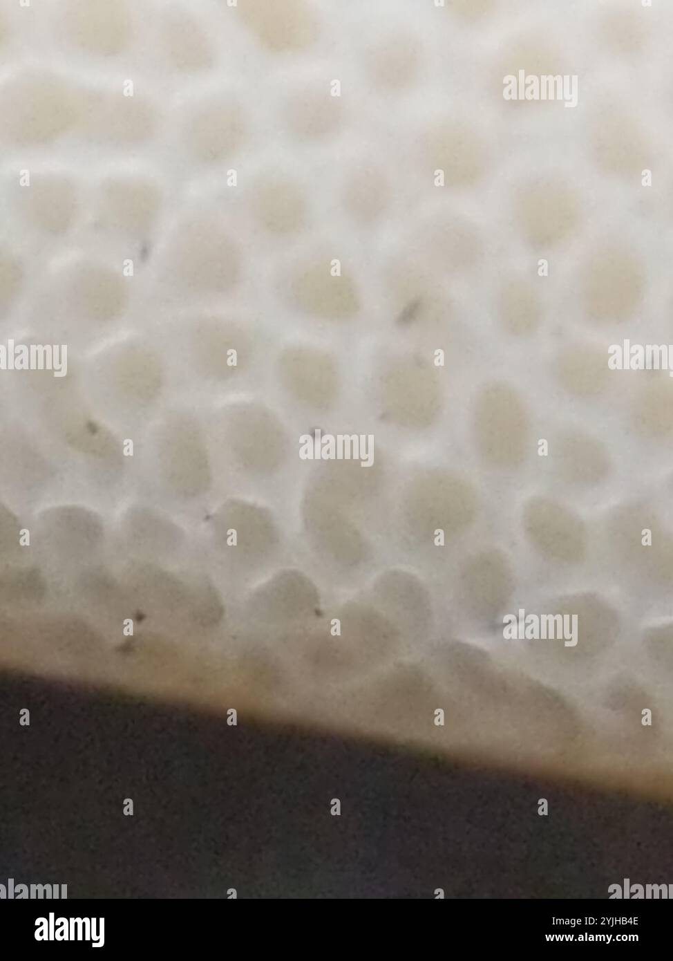 Chestnut Bolete (Gyroporus castaneus Stock Photo - Alamy