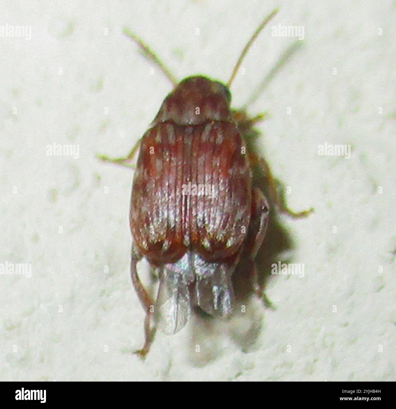 Pea weevils hi-res stock photography and images - Alamy