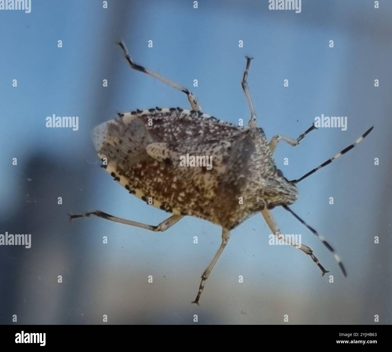Mottled Stink Bug (Rhaphigaster nebulosa Stock Photo - Alamy
