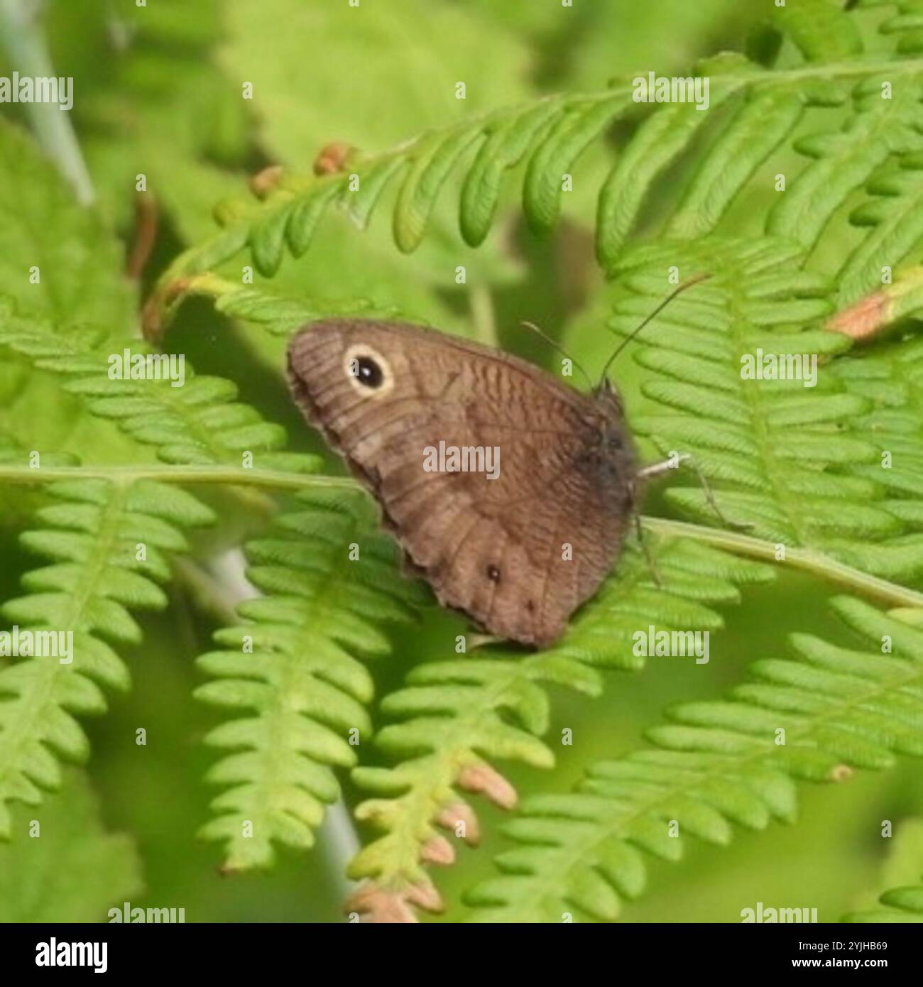 Common Wood-Nymph (Cercyonis pegala Stock Photo - Alamy