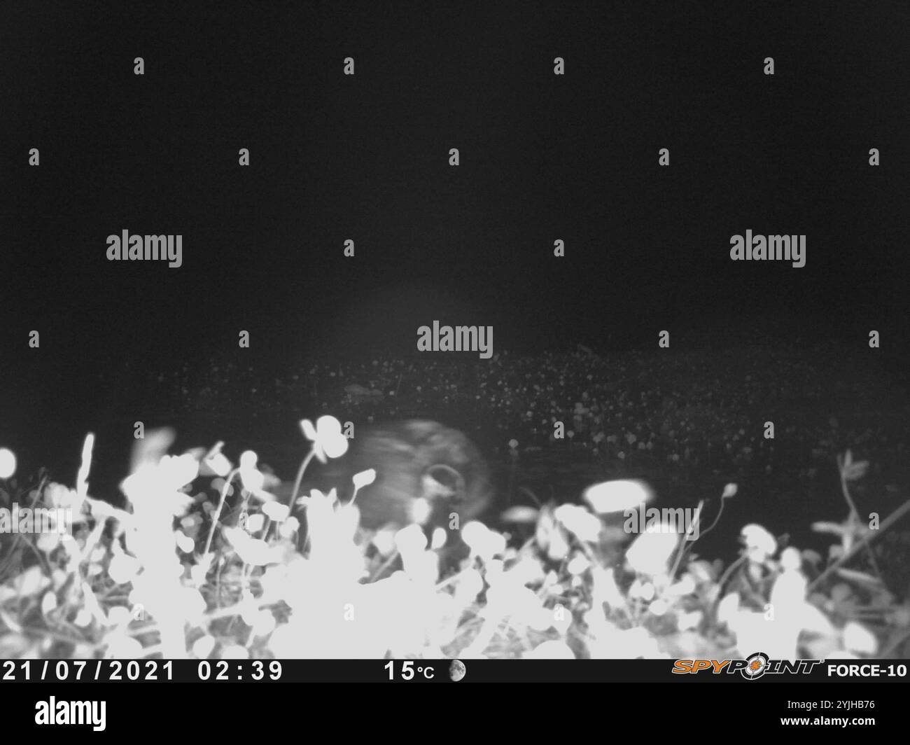 Rakali (Hydromys chrysogaster Stock Photo - Alamy