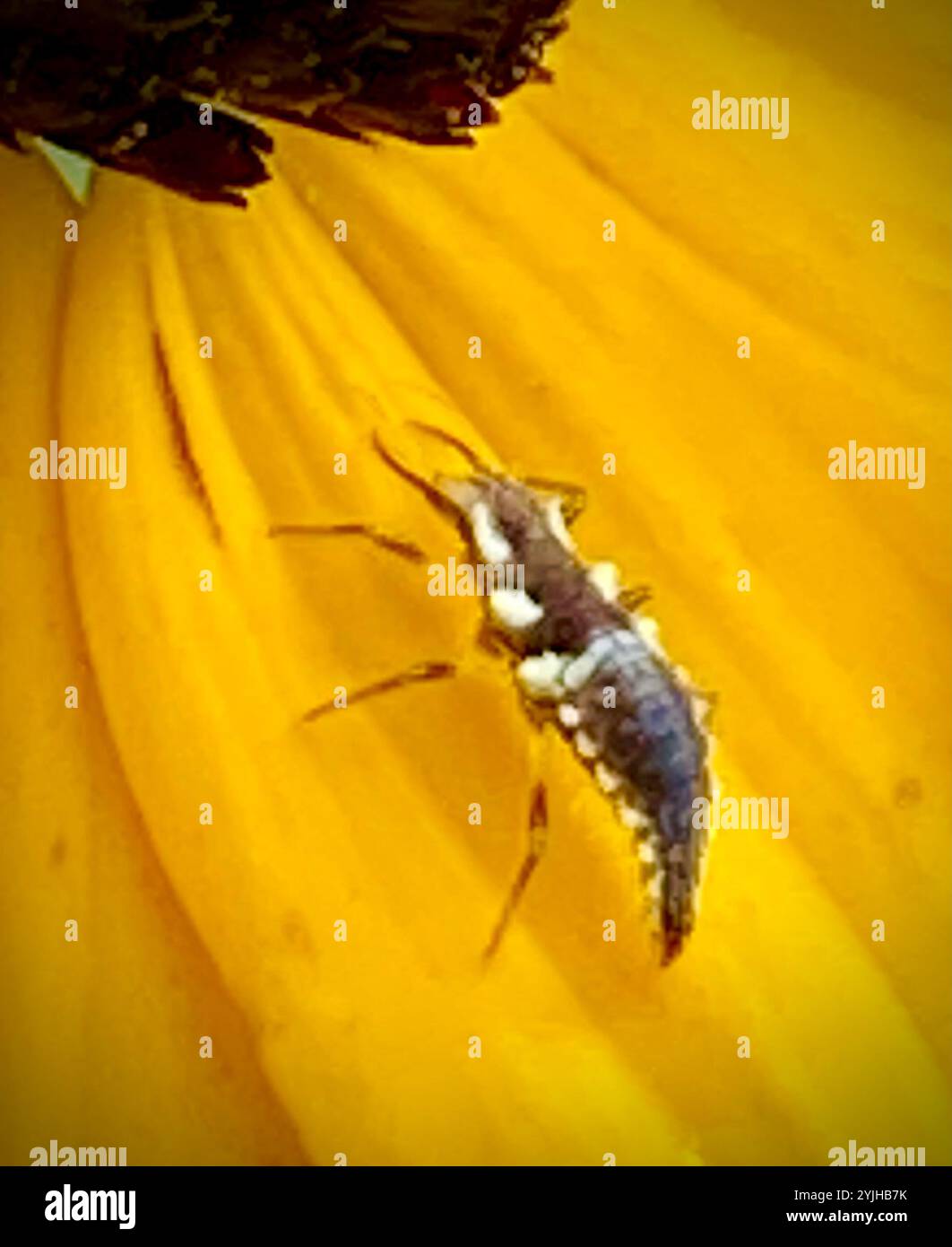 Red-lipped Green Lacewing (Chrysoperla rufilabris Stock Photo - Alamy