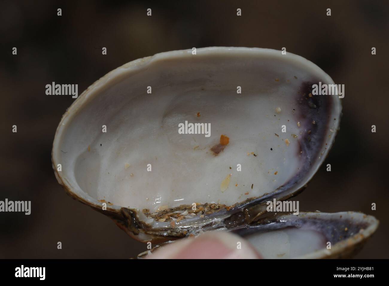 Pullet Carpet Shell (Venerupis corrugata Stock Photo - Alamy