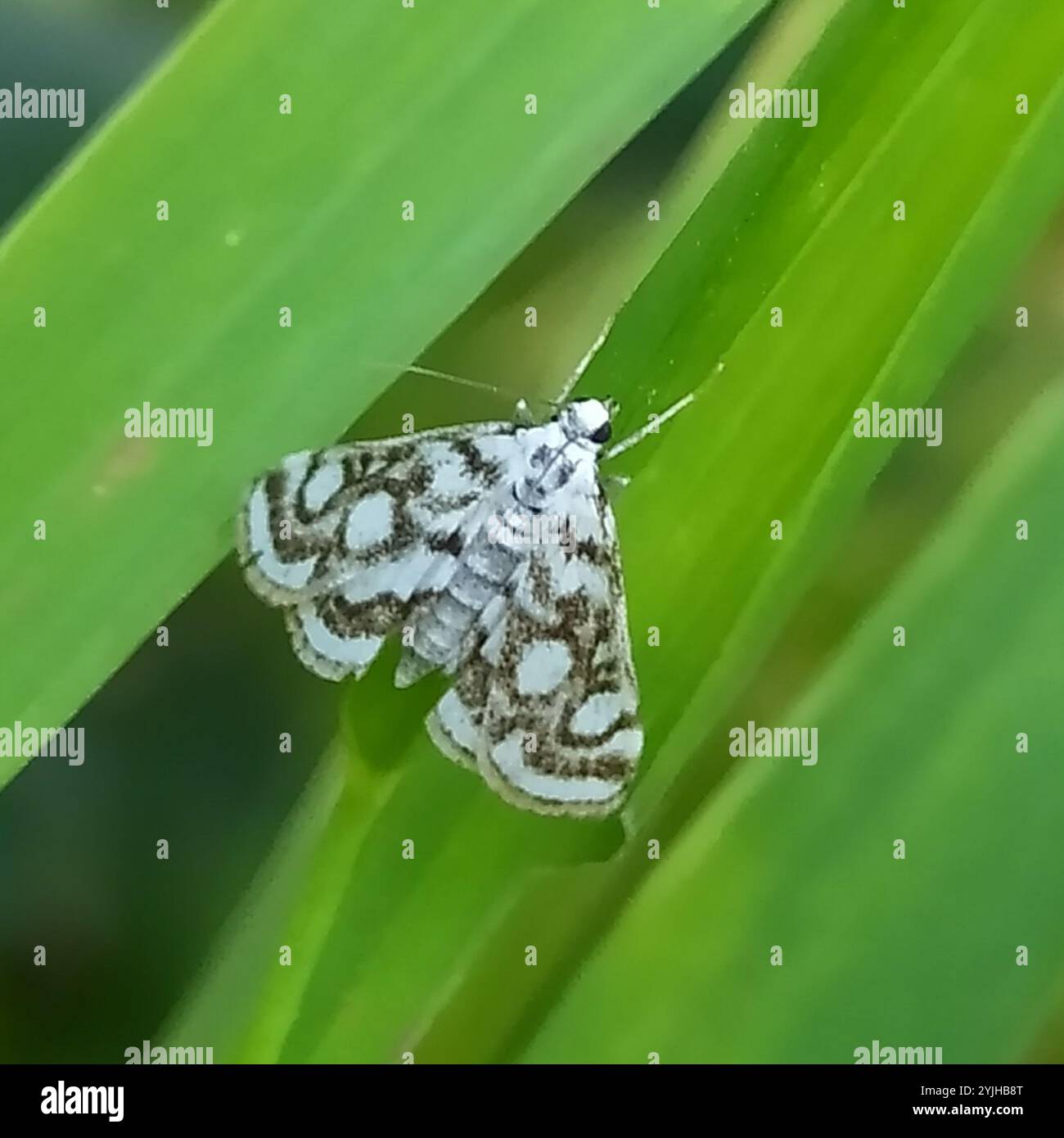 Beautiful China-mark (Nymphula nitidulata Stock Photo - Alamy