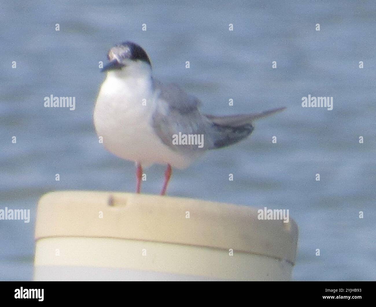 Forster's Tern (Sterna forsteri Stock Photo - Alamy
