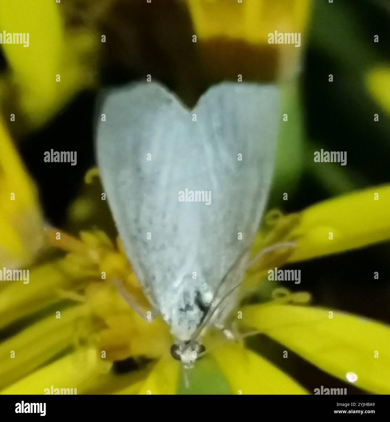 Crambid Snout Moths (Crambidae Stock Photo - Alamy