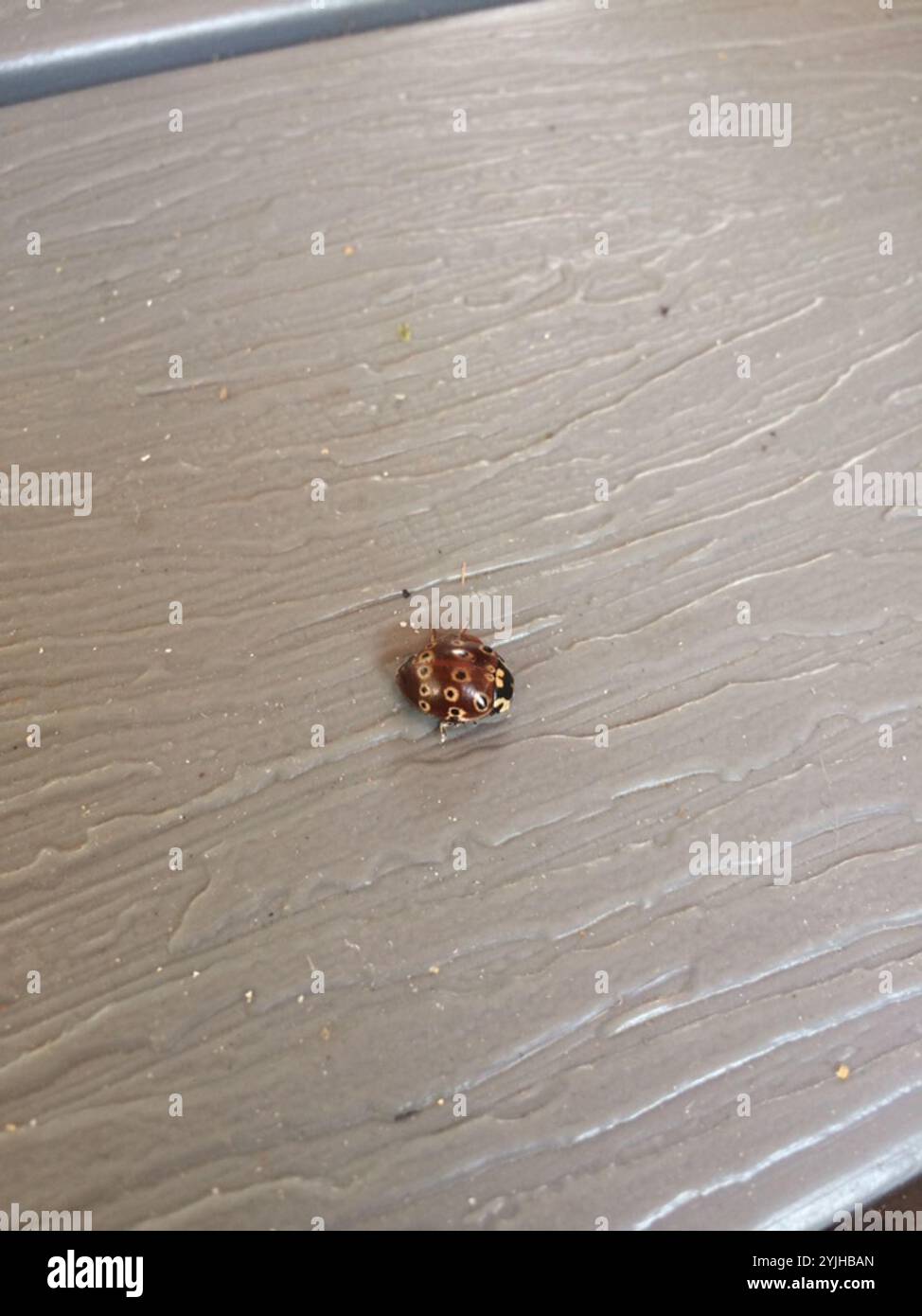 Eye-spotted Lady Beetle (Anatis mali Stock Photo - Alamy