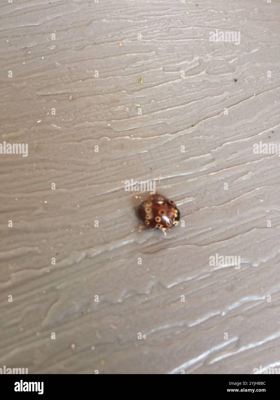 Eye-spotted Lady Beetle (Anatis mali Stock Photo - Alamy