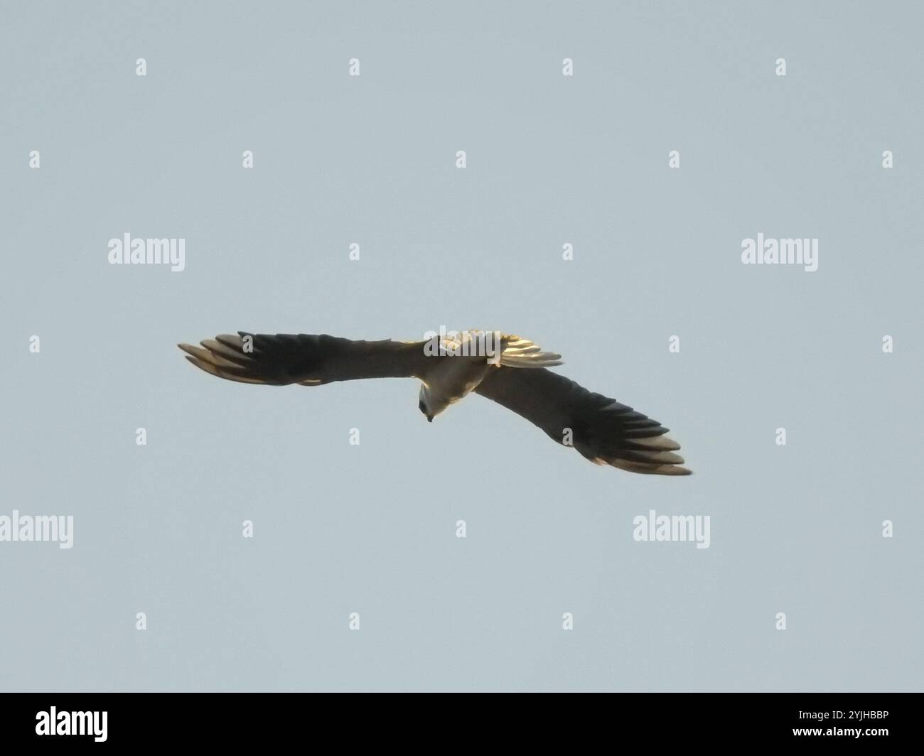 White-tailed Kite (Elanus leucurus Stock Photo - Alamy